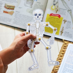Human Skeleton Busy Book Page, Printable Montessori Materials ...