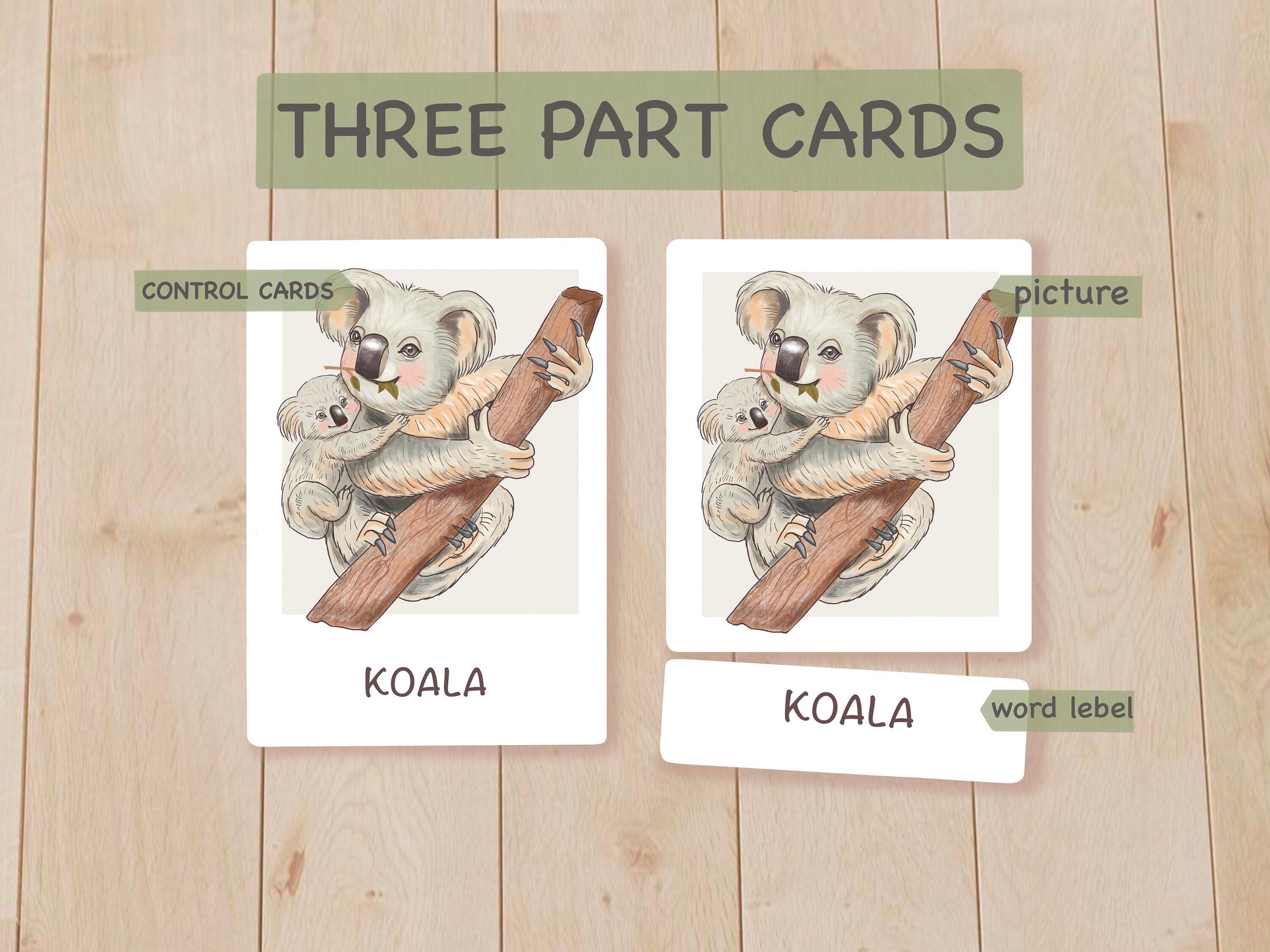 Australian Animals Flash Cards at Joann Robertson blog