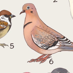 Backyard Birds Educational Posters, Montessori Nursery Downloadable ...