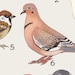 Backyard Birds Educational Posters Montessori Nursery - Etsy