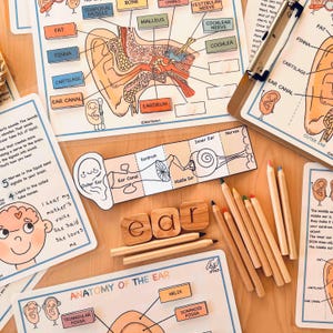 Human Ear Anatomy Bundle Preschool Worksheets Homeschool Human Body ...
