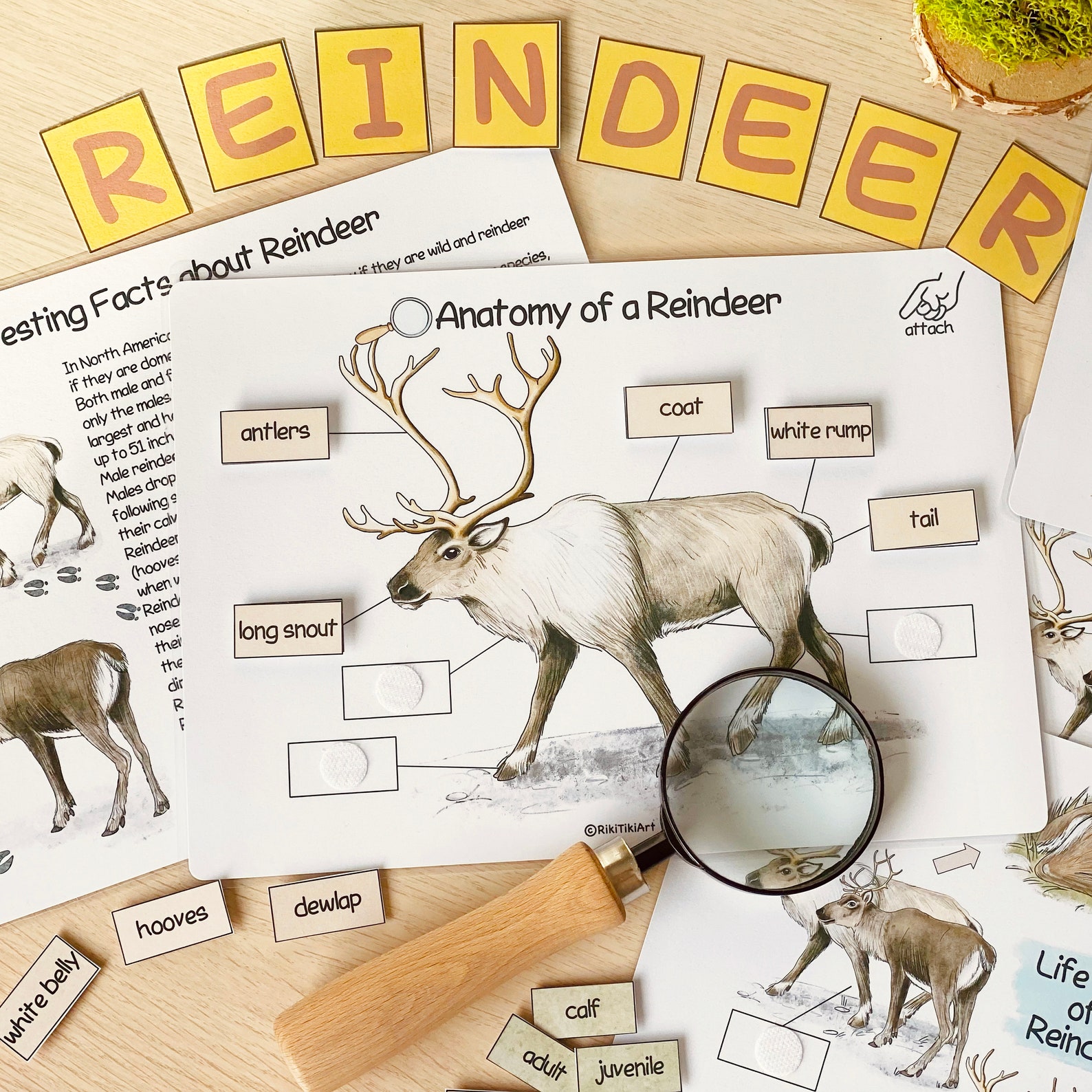 Reindeer Unit Study Homeschool Learning Materials Charlotte Mason ...