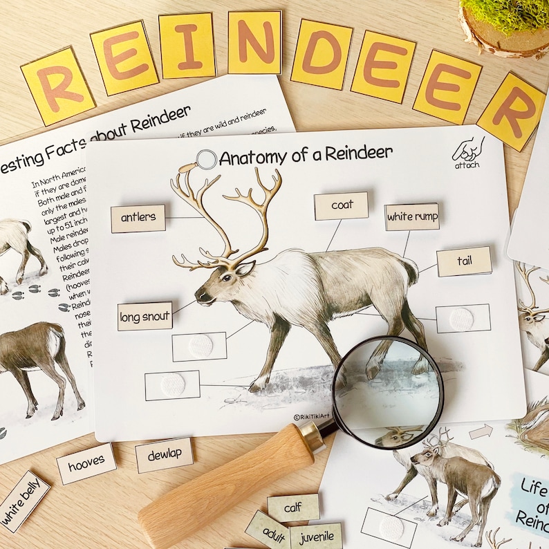 Reindeer Unit Study Homeschool Learning Materials Charlotte - Etsy