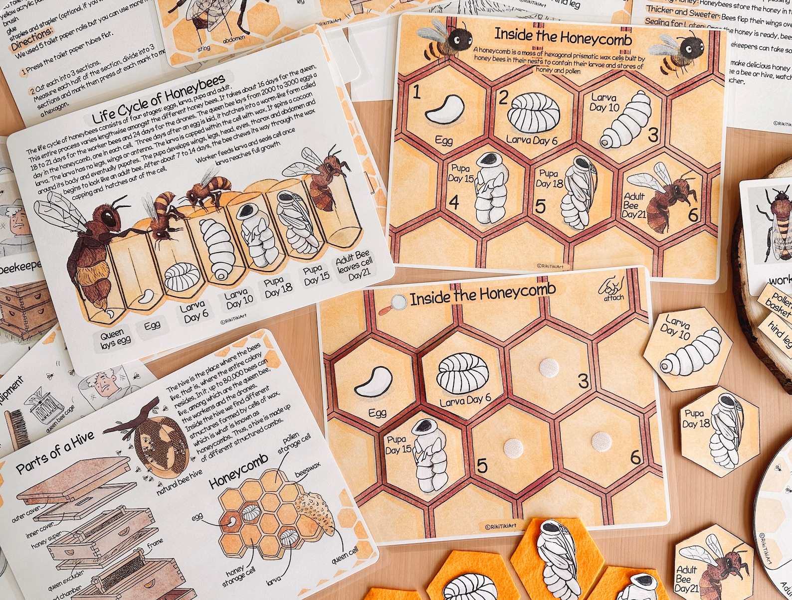 Honey Bee Unit Study Homeschool Summer Activities Bee Life Cycle ...