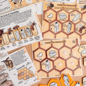 Honey Bee Unit Study Homeschool Summer Activities Bee Life Cycle ...