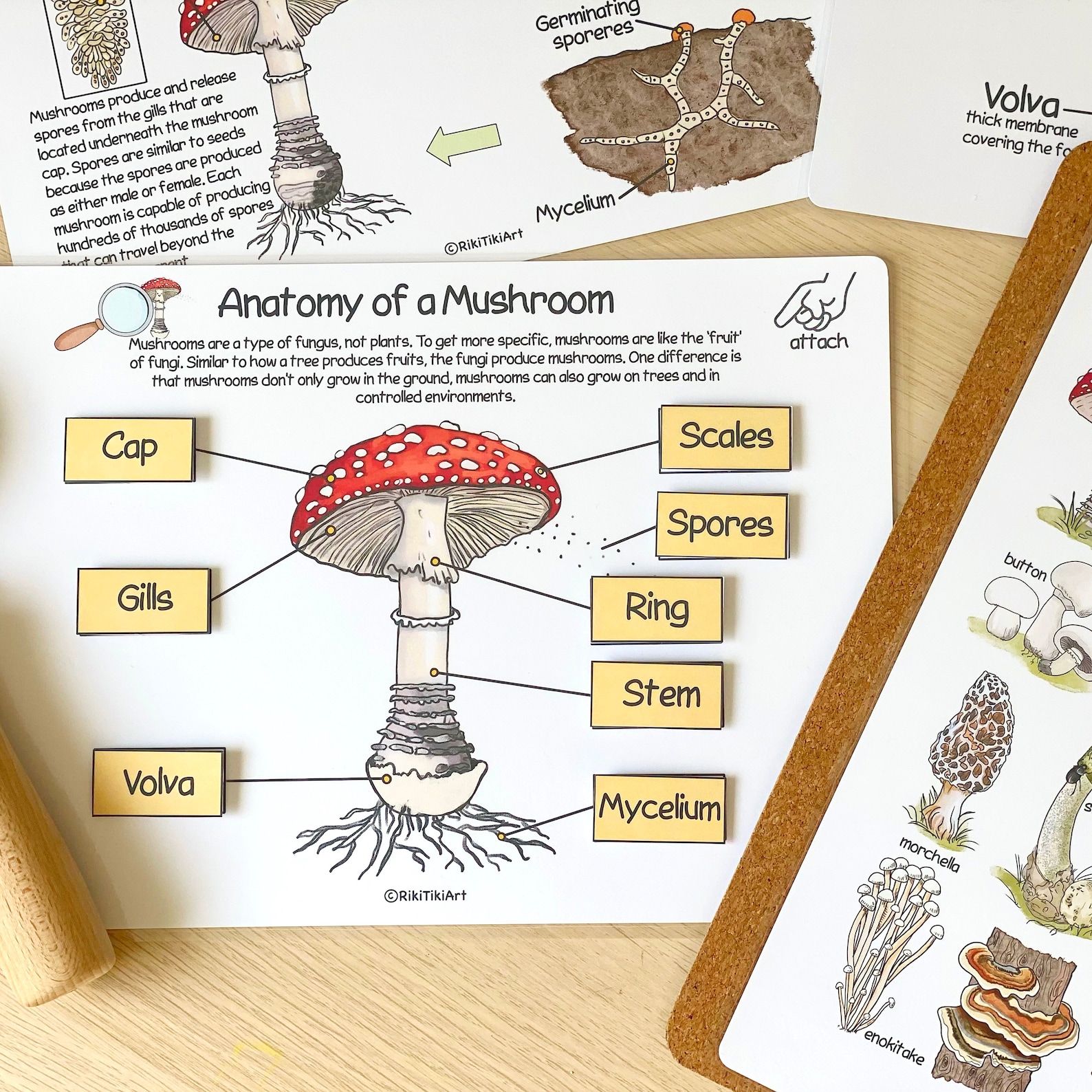 Mushrooms Unit Study Bundle Charlotte Mason Homeschool - Etsy