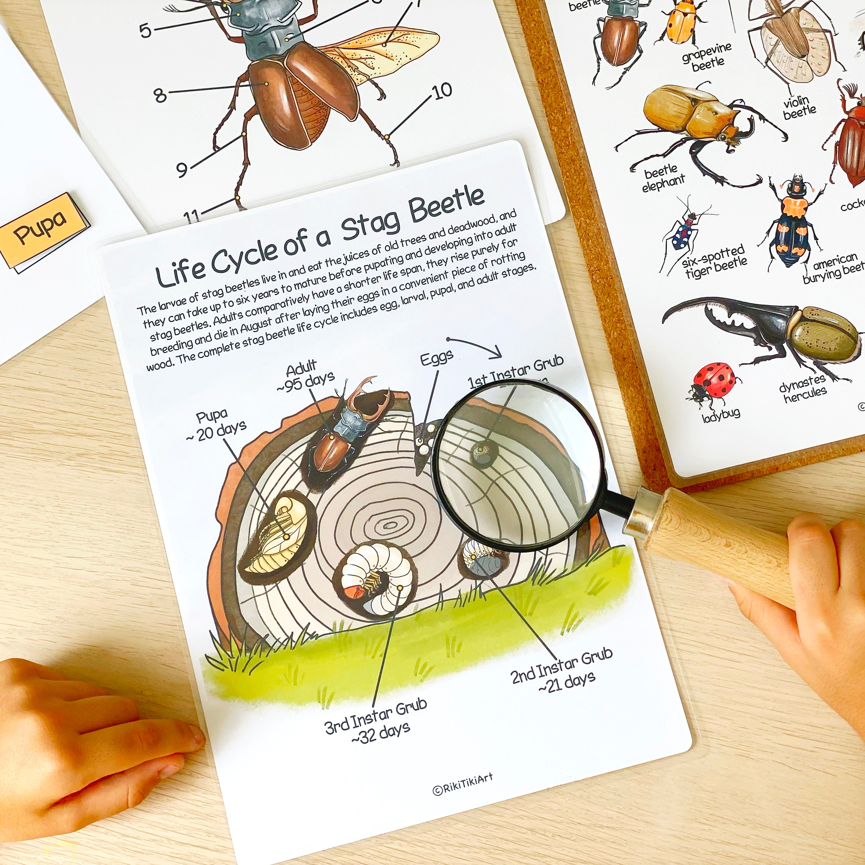 Beetles Unit Study Homeschool Learning Bundle Charlotte Mason Printable ...