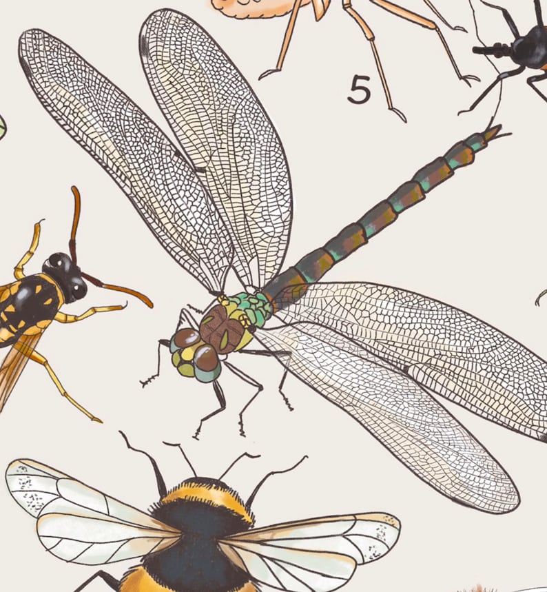 Insects Educational Posters Classroom Posters Montessori Decor - Etsy