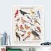 Backyard Birds Educational Posters, Montessori Nursery Downloadable ...