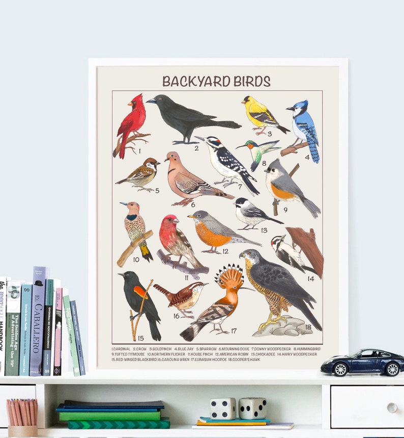 Backyard Birds Educational Posters Montessori Nursery - Etsy