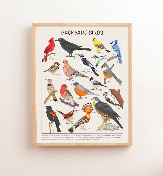Backyard Birds Educational Posters Montessori Nursery - Etsy