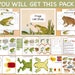 Frog Unit Study Homeschool Summer Activities Frog and Toad Life Cycle ...