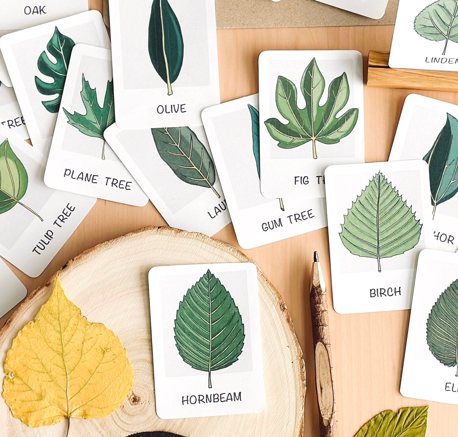 Leaf Flash Cards Leaf Identification Montessori Education Homeschool ...
