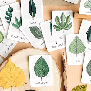 Leaf Flash Cards Leaf Identification Montessori Education Homeschool ...