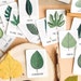 Leaves Flash Cards Leaf Identification Montessori Education Homeschool ...