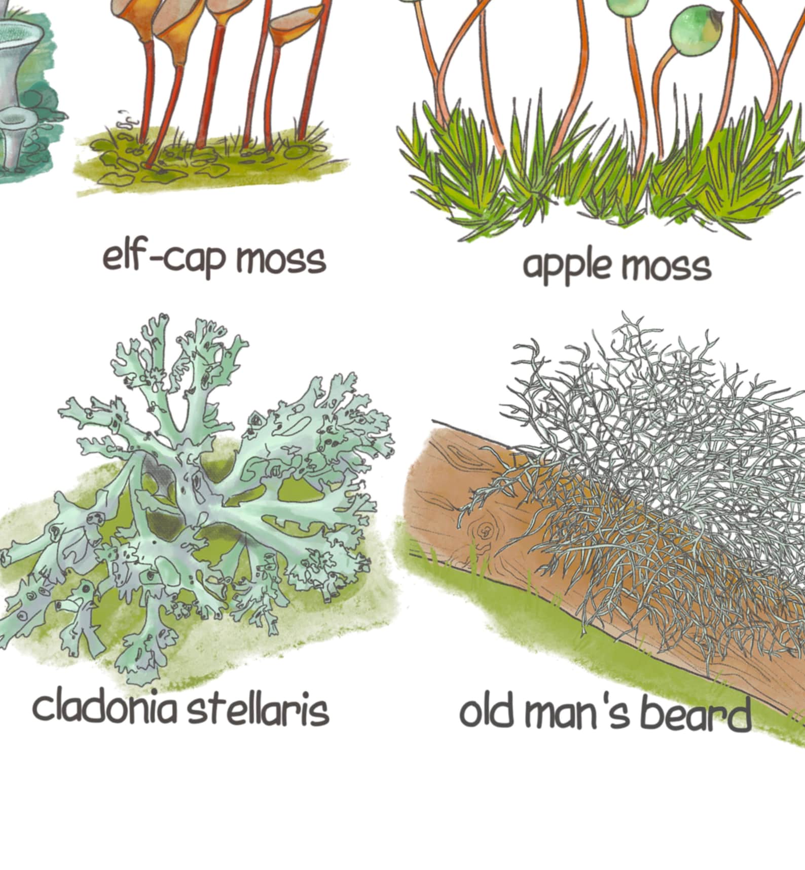 Lichens & Mosses Digital Print Nature Educational Posters - Etsy