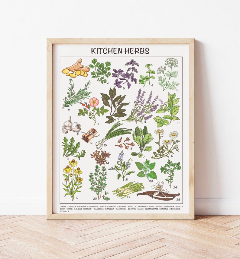 Kitchen Herb Educational Posters Homeschool Montessori | Etsy
