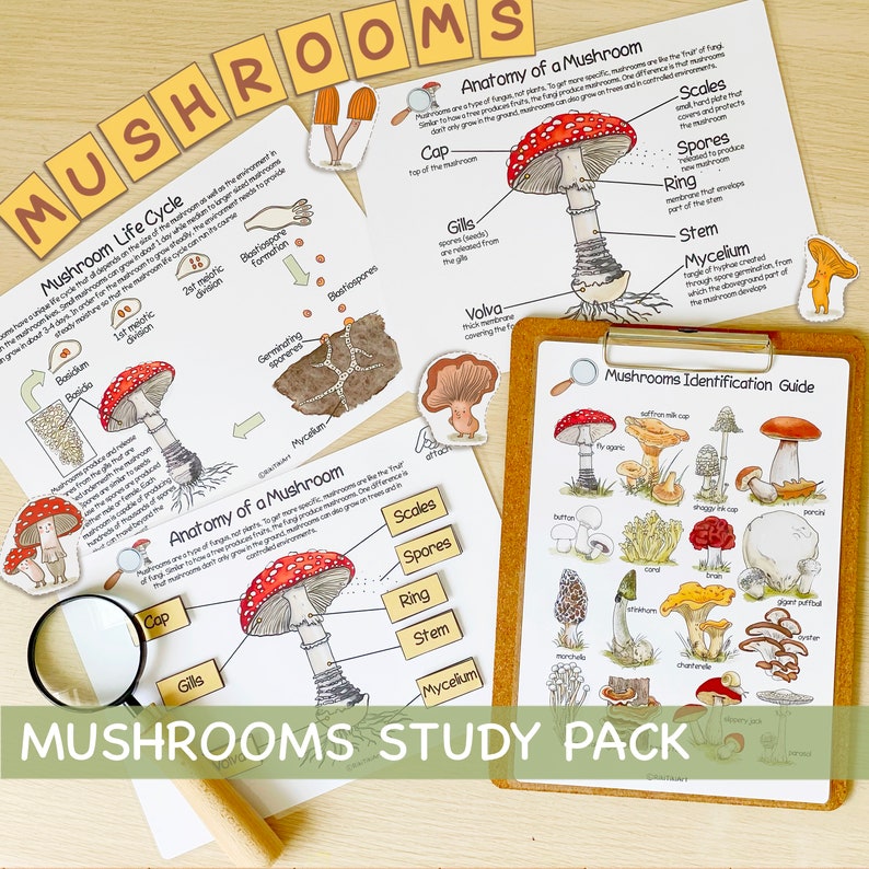 Mushrooms Unit Study Bundle Charlotte Mason Homeschool - Etsy