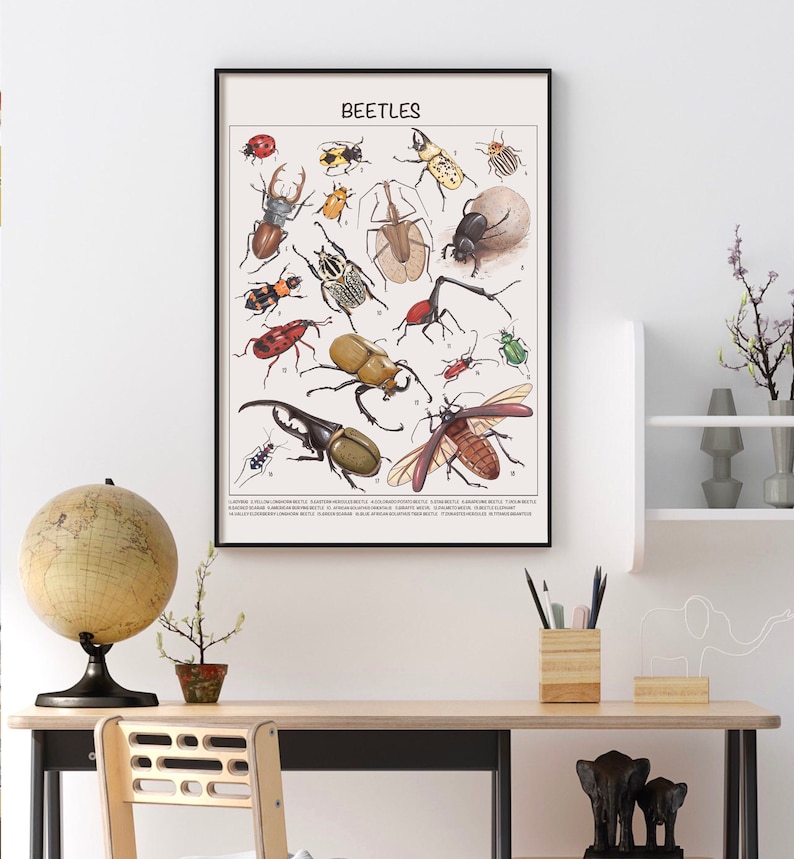 Beetle Educational Posters Homeschool Downloadable Prints | Etsy