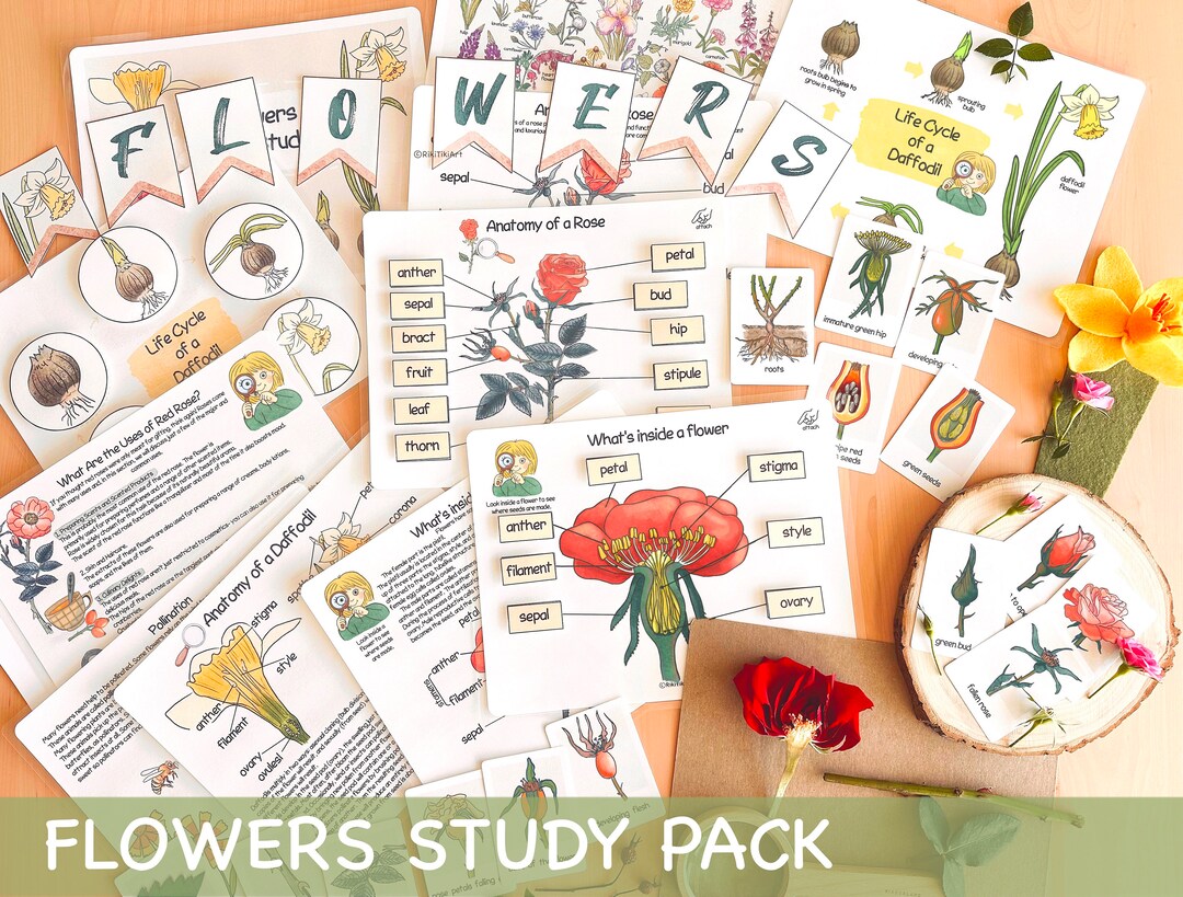 Flowers Unit Study Charlotte Mason Spring Printables Life Cycle of a ...