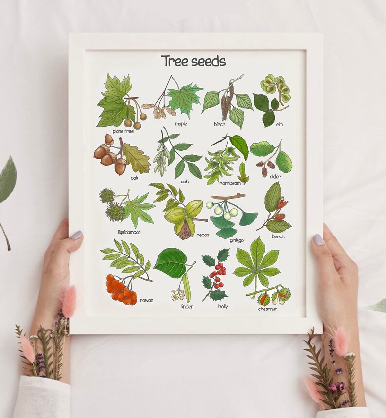 Tree Seeds Poster Homeschool Educational Posters Montessori | Etsy