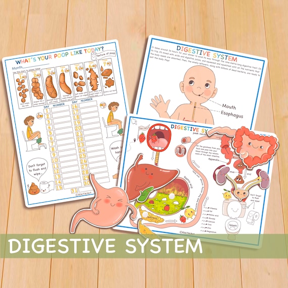 Human Digestive System Anatomy Bundle About Me Homeschool - Etsy