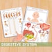 Human Urinary System Learning Bundle Human Body Unit Study Preschool ...