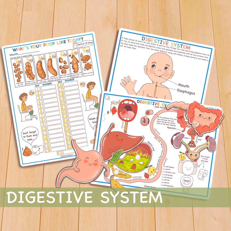 Human Digestive System Anatomy Bundle About Me Homeschool - Etsy