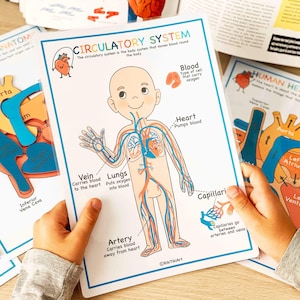 Human Anatomy BUNDLE - Systems Organs Parts of the Body, Anatomy Busy ...