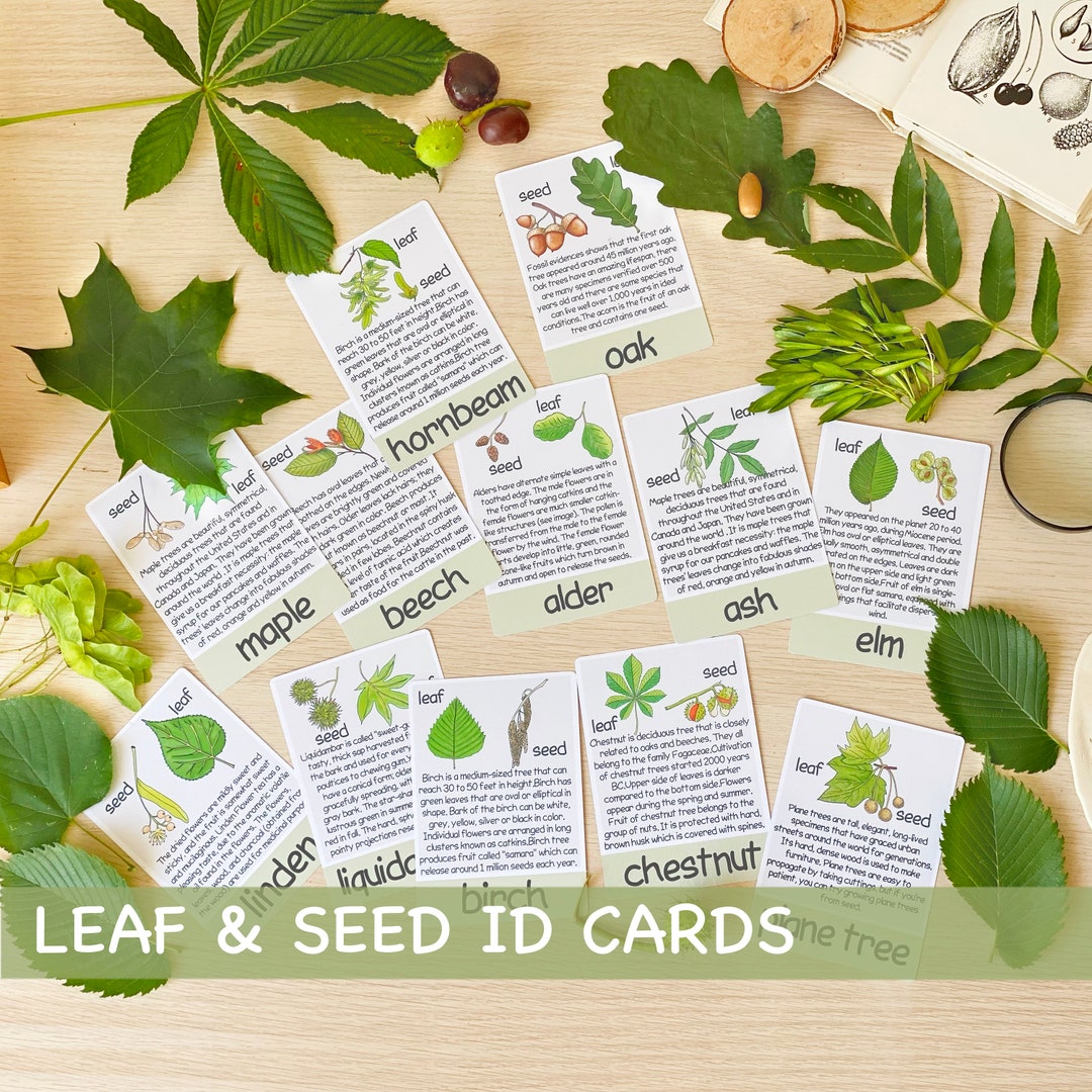 Leaf and Seed ID Cards Charlotte Mason Nature Study Preschool ...