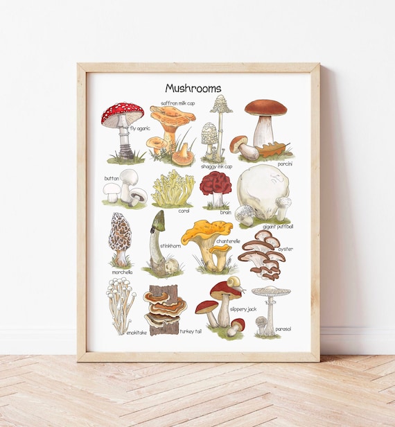 Mushroom Poster Homeschool Educational Posters for Toddlers | Etsy
