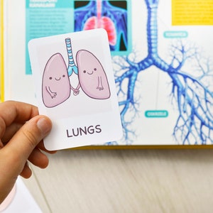 Human Organs Flashcards and Body Facts, Homeschool Montessori Materials ...