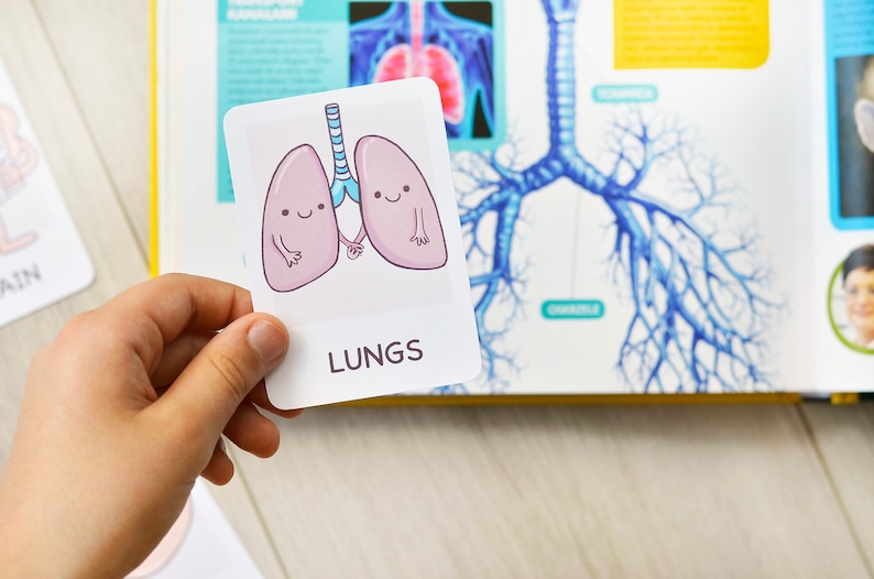 Human Organs Flashcards and Body Facts Homeschool Montessori - Etsy