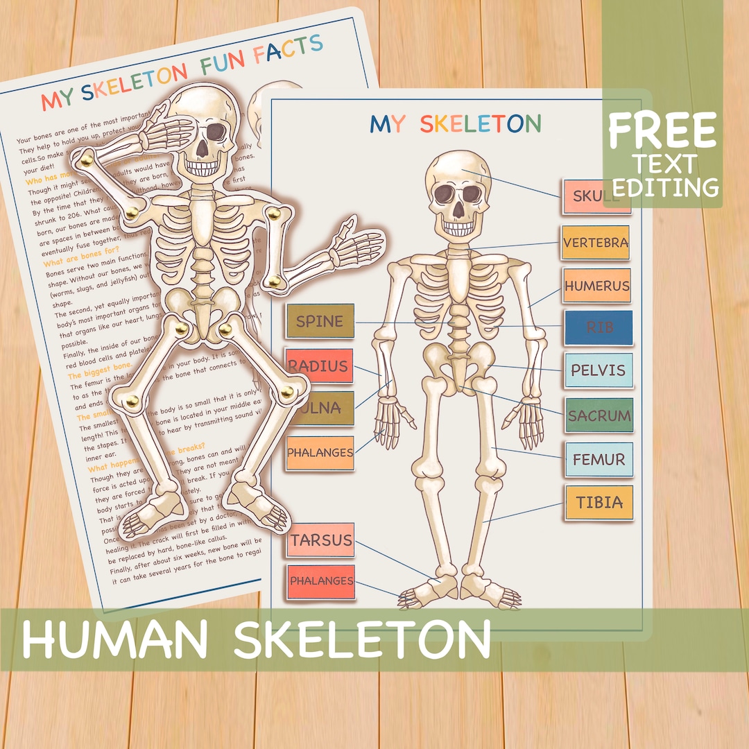 Human Skeleton Busy Book Page, Printable Montessori Materials ...