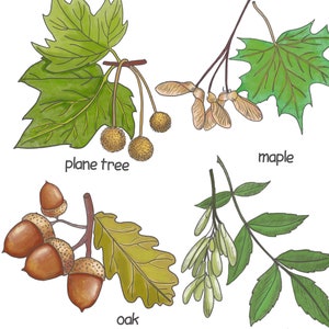 Tree Seeds Poster Homeschool Educational Posters Montessori ...