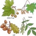 Tree Seeds Poster Homeschool Educational Posters Montessori - Etsy