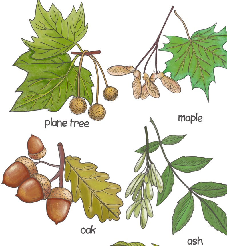 Tree Seeds Poster Homeschool Educational Posters Montessori | Etsy