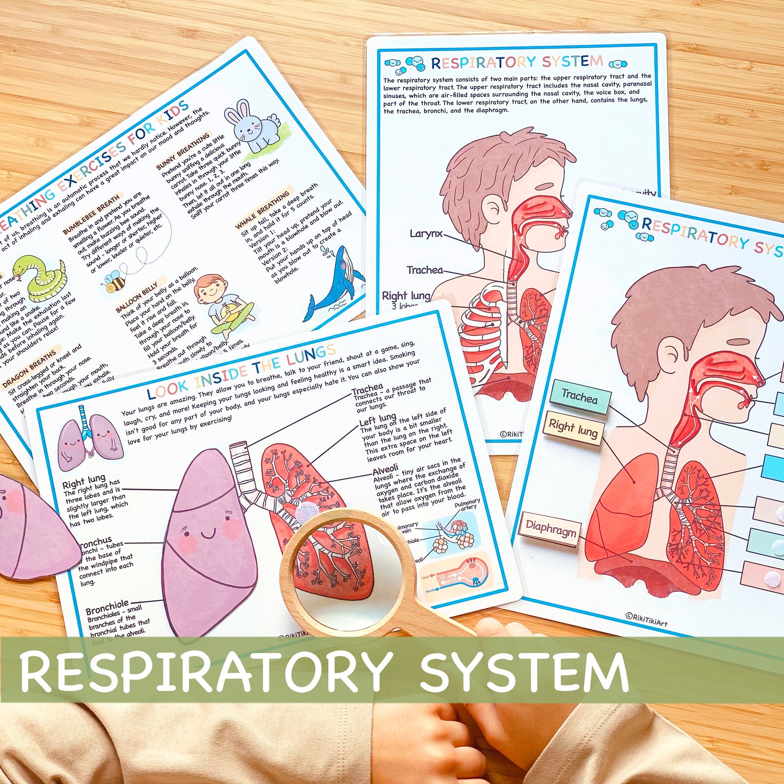 Respiratory System Bundle Human Anatomy Preschool Worksheets - Etsy