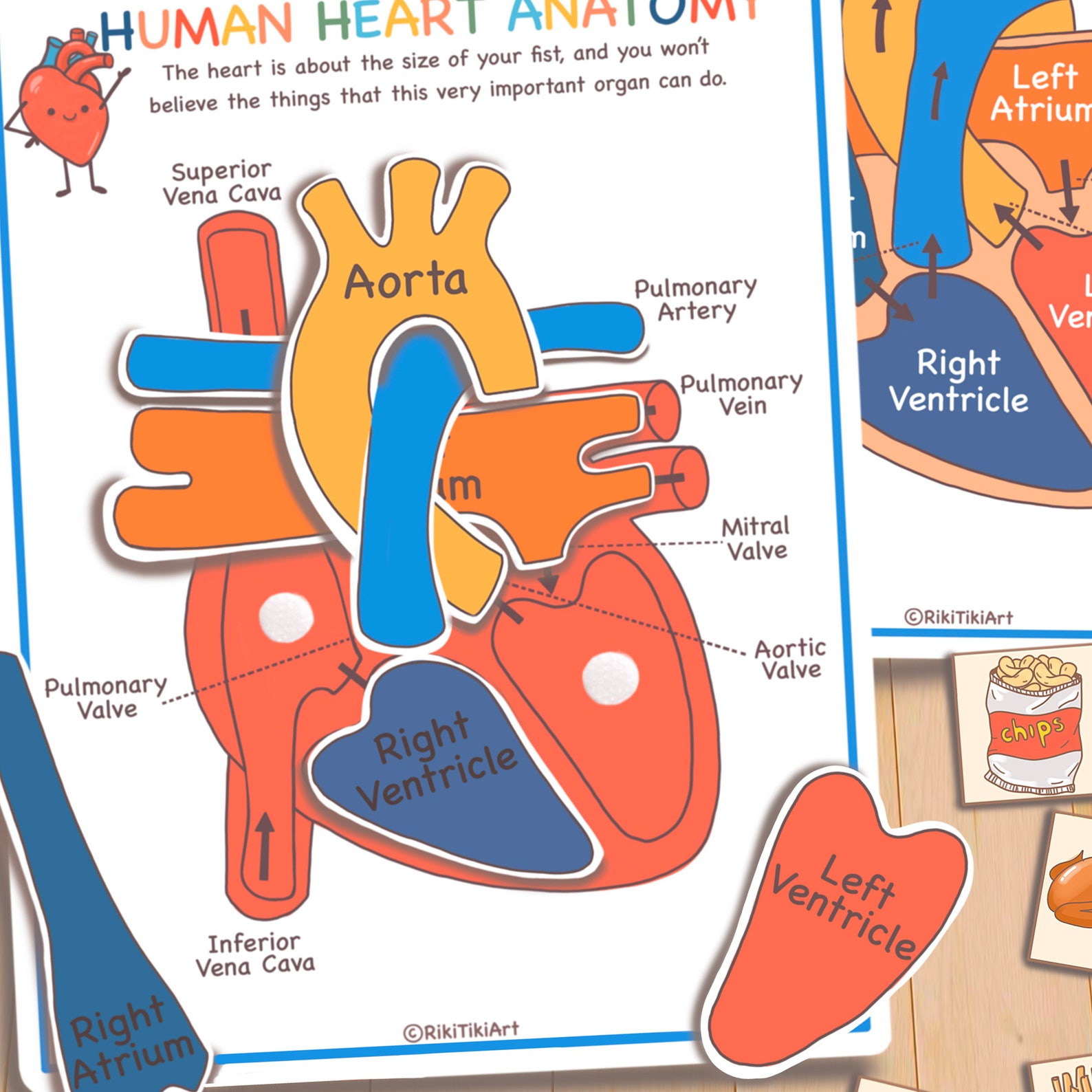 Human Anatomy Study Bundle Anatomical Heart Homeschool - Etsy