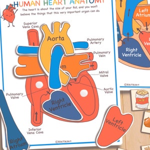 Human Anatomy Study Bundle, Anatomical Heart Homeschool Curriculum ...