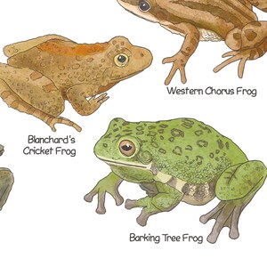 Frogs and Toads of North America Educational Poster Charlotte Mason ...