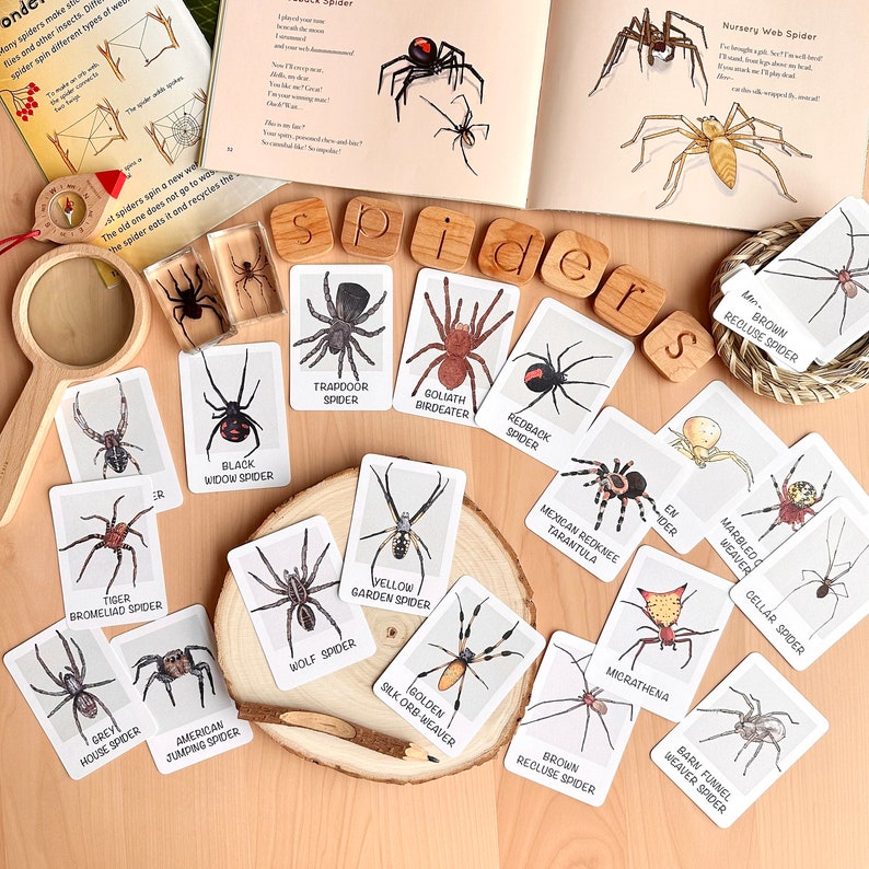 Spider Flash Cards Montessori Printable Homeschool Resources ...