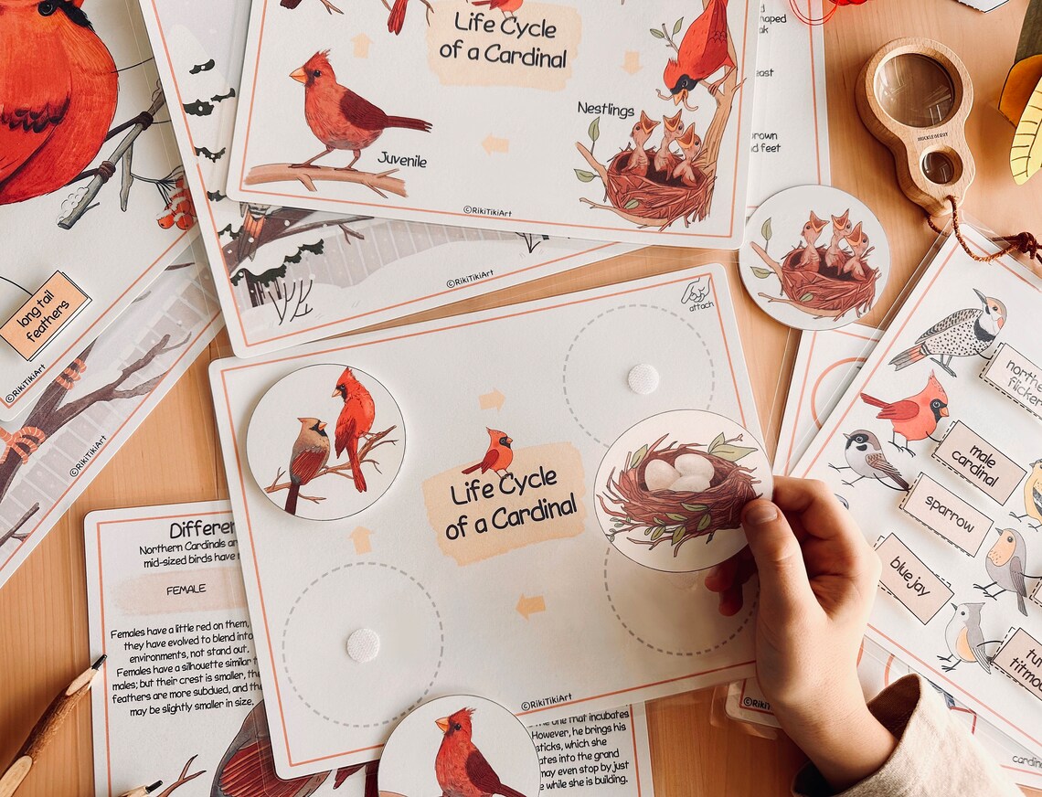 Winter Backyard Birds Unit Study Charlotte Mason Homeschool Learning ...