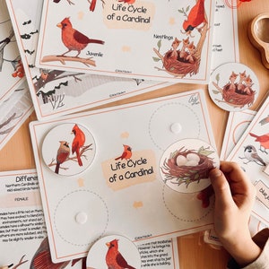 Winter Backyard Birds Unit Study Charlotte Mason Homeschool Learning ...