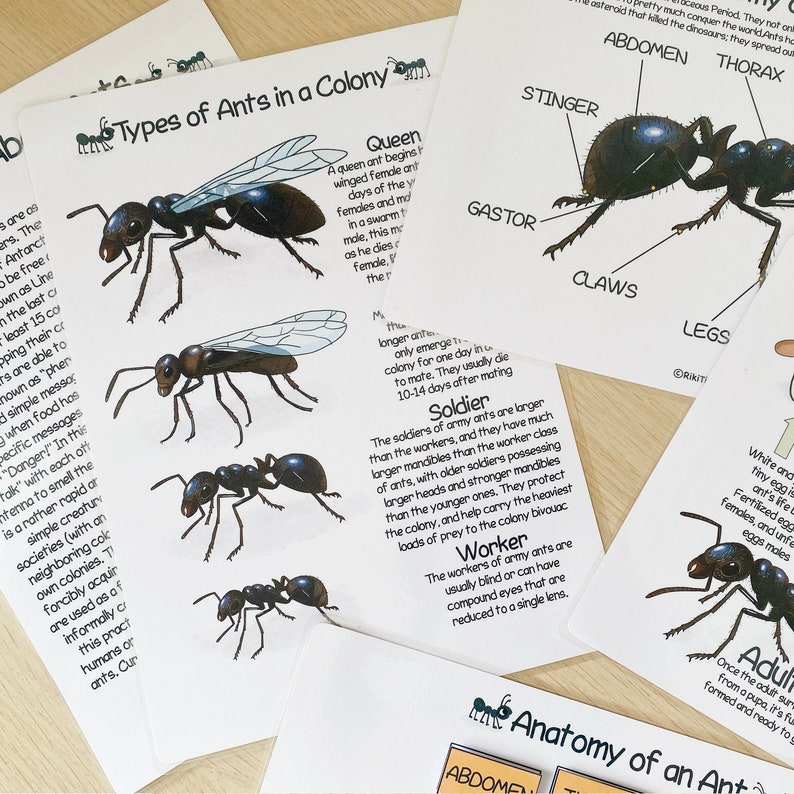Ant Colony Nature Study Bundle Charlotte Mason Learning - Etsy