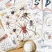 Spider Unit Study Homeschool Fall Activities Spider Life Cycle ...