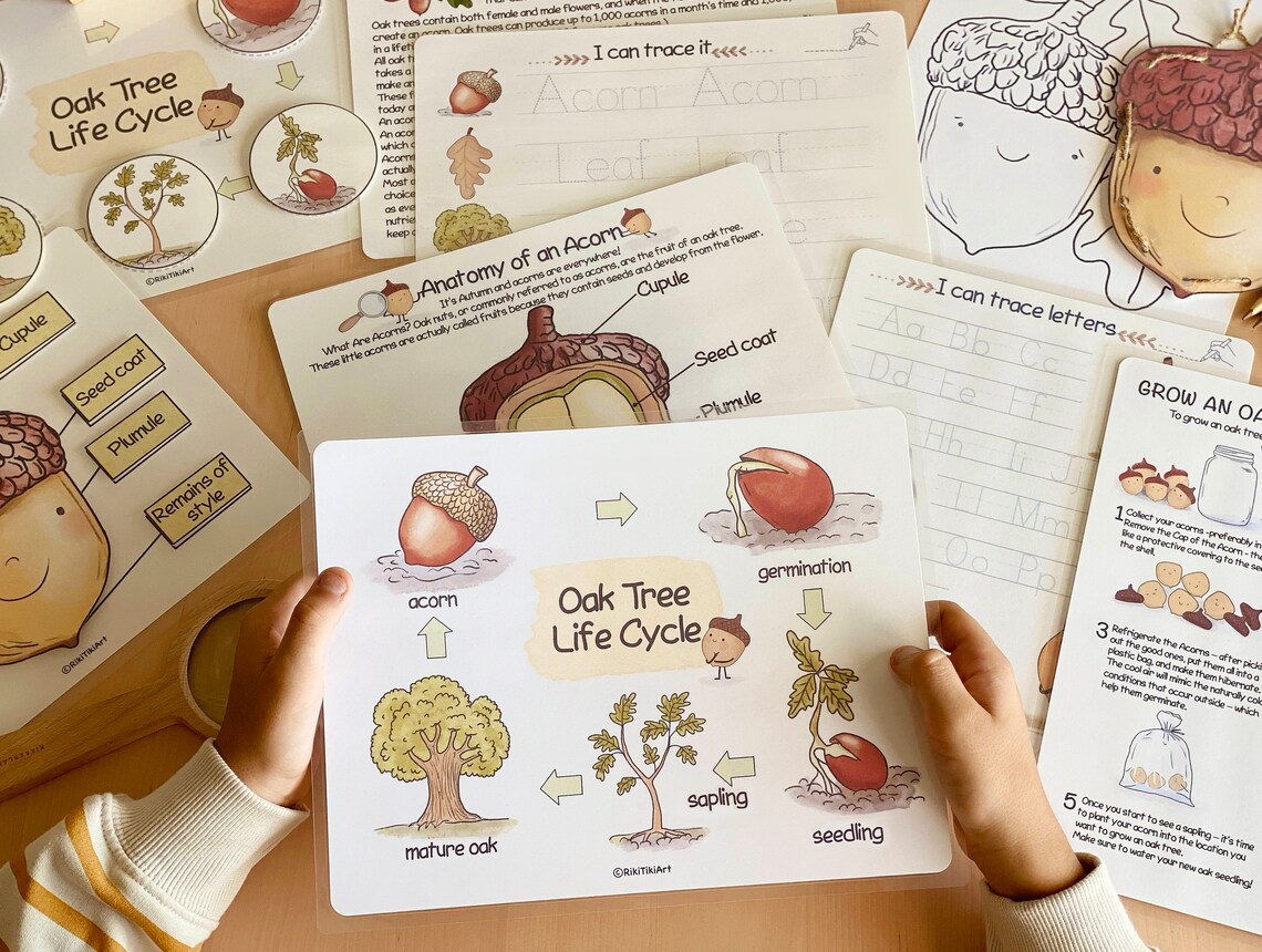 Oak Tree Unit Study Bundle Charlotte Mason Nature Study Anatomy of an ...