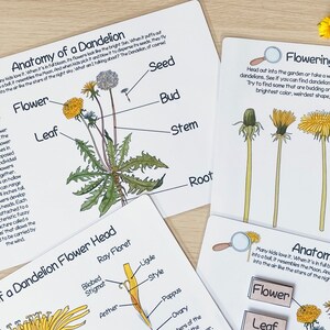 Dandelion Unit Study Charlotte Mason Learning Materials Botanical Busy ...