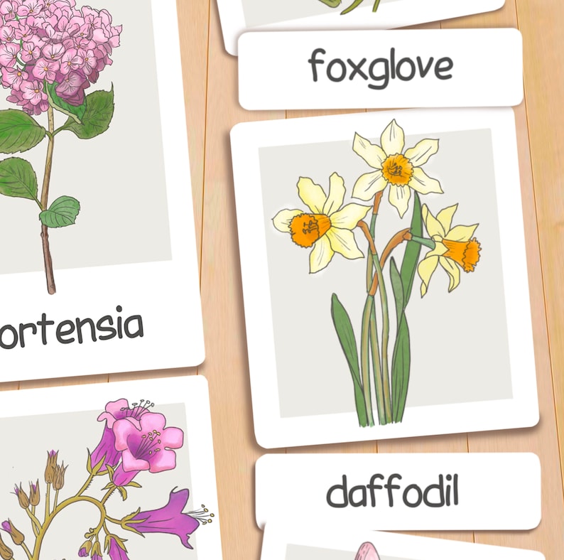 Flowers Flashcards Charlotte Mason Preschool Printables Toddler Flash ...