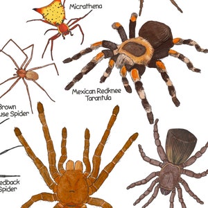 Spider Poster Educational Classroom Decor Halloween Spider Wall Art ...